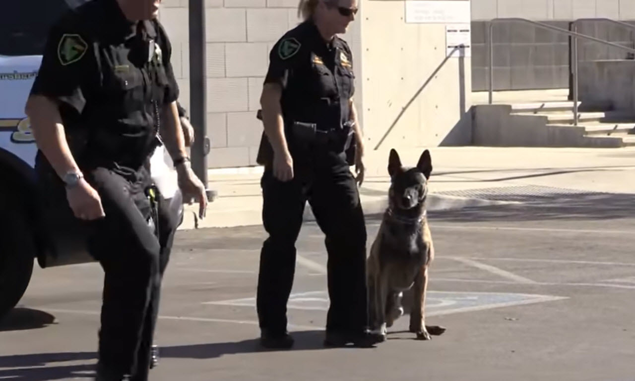(VIDEO)It Was A Simple Police Lineup Until The Dog Stole The Show – The ...