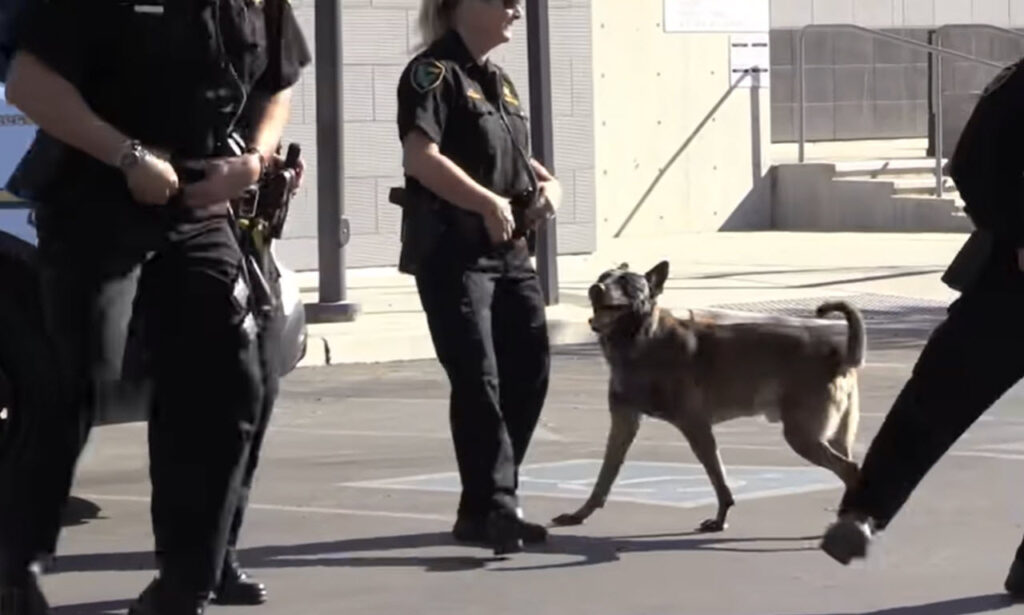 (VIDEO)It Was A Simple Police Lineup Until The Dog Stole The Show – The ...